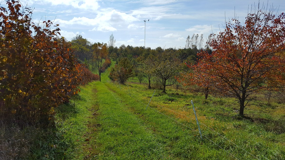 Tour the Farm – New Forest Farm