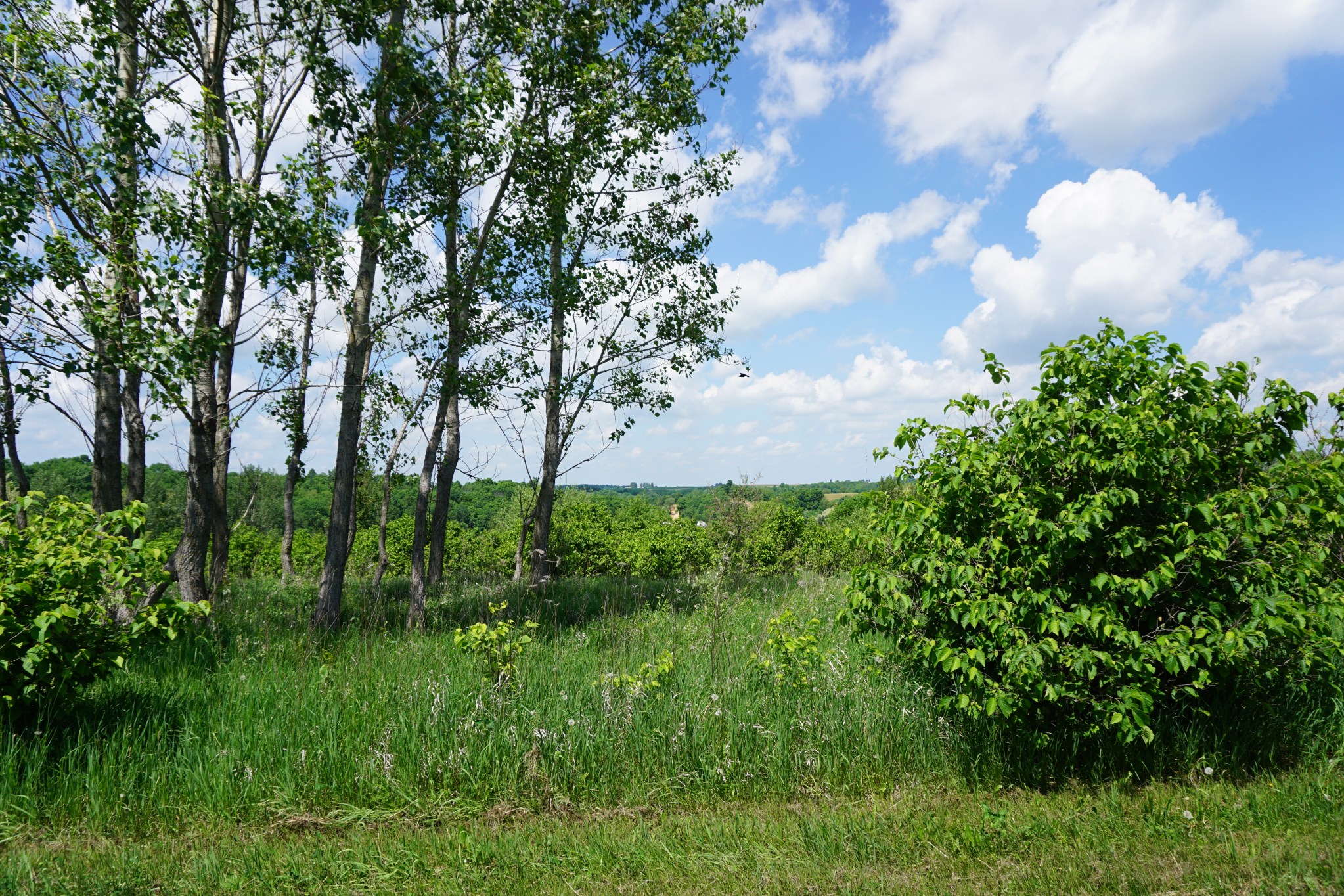 New Forest Farm – Redesigning Agriculture in Nature's Image