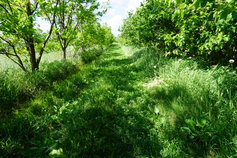 New Forest Farm – Redesigning Agriculture in Nature's Image